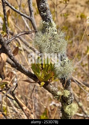 bushy lichens, sea-fog lichens, and allies (Ramalinaceae) Fungi Stock ...