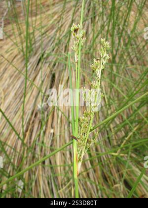 Salt Rush (Juncus rigidus Stock Photo - Alamy