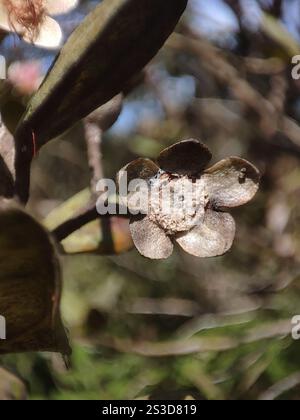 Rose Myrtle (Rhodomyrtus tomentosa Stock Photo - Alamy