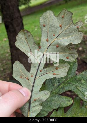 oak flake gall wasp (Neuroterus quercusverrucarum Stock Photo - Alamy