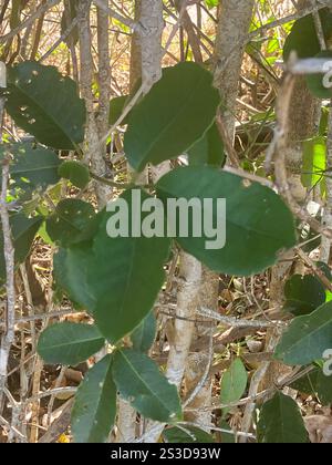 Forest Saffron (Elaeodendron croceum Stock Photo - Alamy