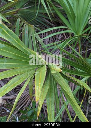 Hyline Tree Frogs (Hylinae Stock Photo - Alamy