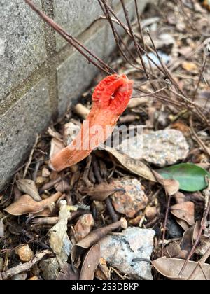 lantern stinkhorn (Lysurus mokusin Stock Photo - Alamy