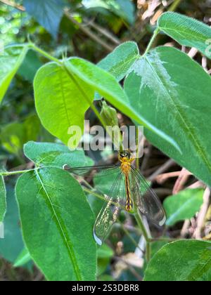 Blue Eyes Lacewing (Nymphes myrmeleonoides Stock Photo - Alamy