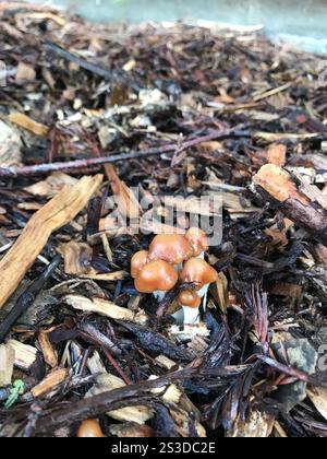 Wavy Cap (Psilocybe cyanescens Stock Photo - Alamy