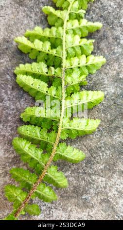 Scented Fern (Anemia afrorum Stock Photo - Alamy
