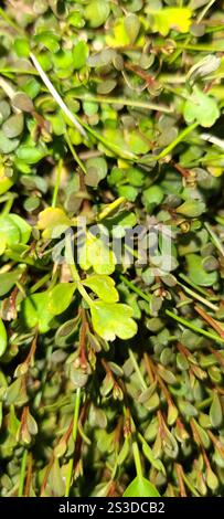 Sea Celery (Apium prostratum Stock Photo - Alamy