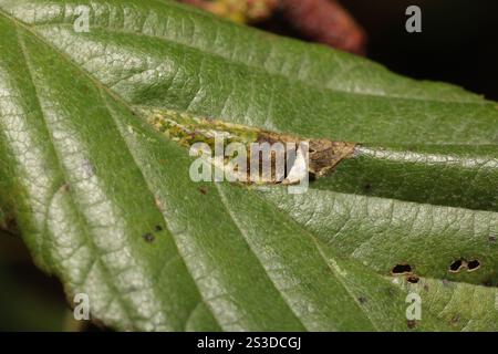 Common Alder Midget (Phyllonorycter rajella) Insecta Stock Photo - Alamy