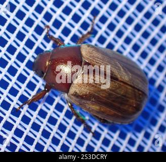 Pale and Green Leaf Chafers (Anomala Stock Photo - Alamy