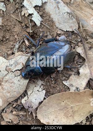 Giant Water Scavenger Beetle (Hydrophilus Stock Photo - Alamy