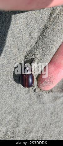 Large Sand Scarab (Pericoptus truncatus Stock Photo - Alamy