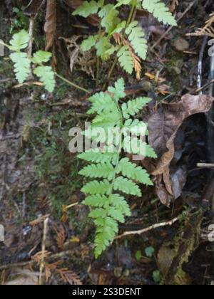 western lady fern (Athyrium filix-femina cyclosorum) Plantae Stock ...