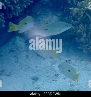 Blackspot Snapper (Lutjanus fulviflamma Stock Photo - Alamy