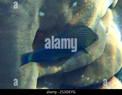 Pacific Dusky Wrasse (Halichoeres annularis Stock Photo - Alamy