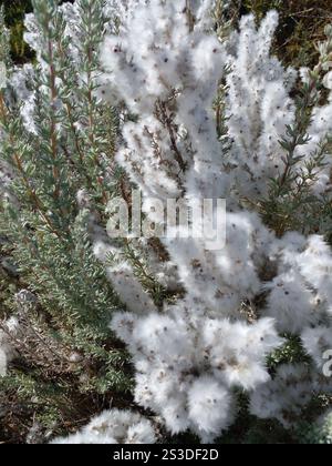 Kapkap Kapok (Eriocephalus racemosus Stock Photo - Alamy