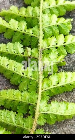 Scented Fern (Anemia afrorum Stock Photo - Alamy