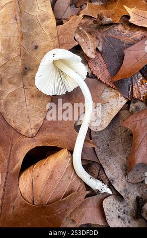 Skullcap Dapperling (Leucocoprinus brebissonii Stock Photo - Alamy