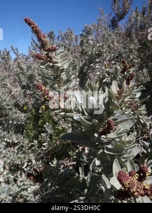 Grey Saltbush (Atriplex cinerea Stock Photo - Alamy