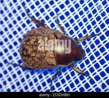 Pale and Green Leaf Chafers (Anomala Stock Photo - Alamy