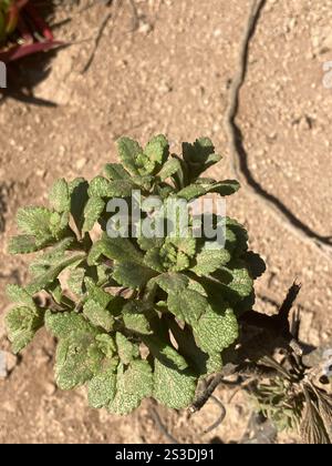Scrubwood (Commidendrum rugosum Stock Photo - Alamy