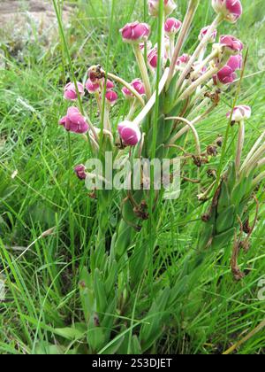 Short-tube Drumsticks (Zaluzianskya microsiphon Stock Photo - Alamy