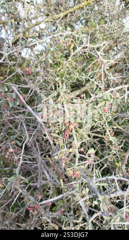 Splint Spike-Thorn (Gloveria integrifolia Stock Photo - Alamy