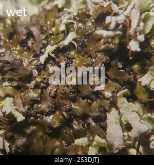 Powder-tipped Shadow Lichen (Phaeophyscia adiastola Stock Photo - Alamy