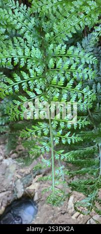 hen and chickens fern (Asplenium gracillimum), Plantae, Kennedys Bush ...