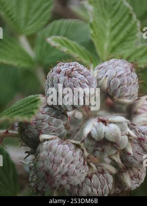 Ceylon Raspberry (Rubus niveus Stock Photo - Alamy
