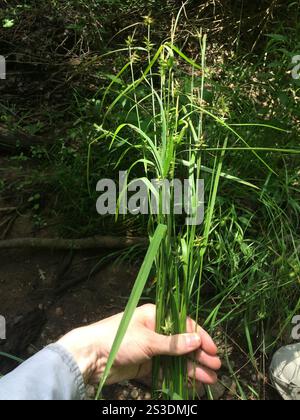 southern long sedge (Carex lonchocarpa Stock Photo - Alamy
