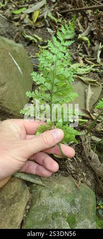 hen and chickens fern (Asplenium gracillimum Stock Photo - Alamy