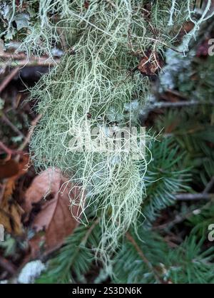 Fishbone Beard Lichen (Usnea dasopoga) Fungi Stock Photo - Alamy