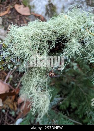 Fishbone Beard Lichen (Usnea dasopoga) Fungi Stock Photo - Alamy