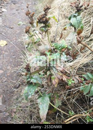 Cascade Beardtongue (Penstemon serrulatus Stock Photo - Alamy