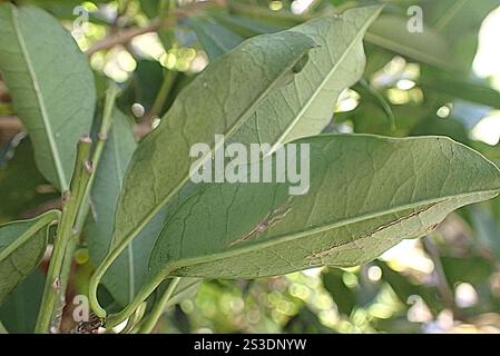 Cape Holly (Ilex mitis Stock Photo - Alamy