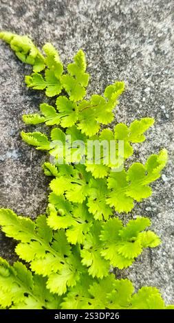 Scented Fern (Anemia afrorum Stock Photo - Alamy