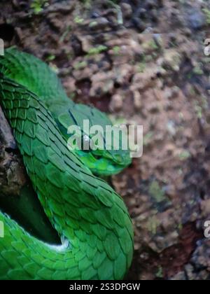 Large-scaled Pit Viper (Craspedocephalus macrolepis) Reptilia Stock ...