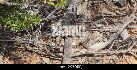eastern mallee dragon (Ctenophorus spinodomus Stock Photo - Alamy