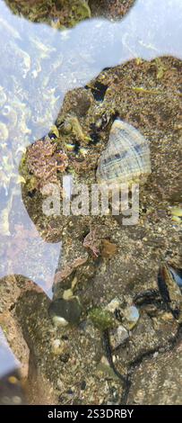 Dark Rock Shell (Haustrum haustorium Stock Photo - Alamy