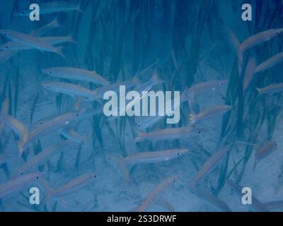Striped Barracuda (Sphyraena obtusata Stock Photo - Alamy