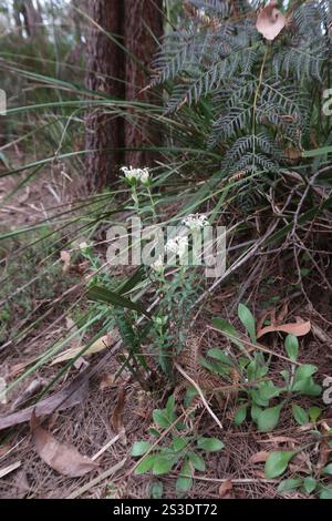 Common Rice-flower (Pimelea humilis Stock Photo - Alamy