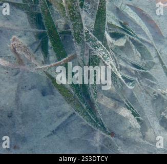 Tape seagrass (Enhalus acoroides Stock Photo - Alamy
