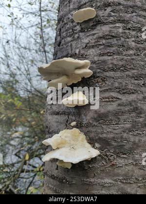 White cheese polypore (Tyromyces chioneus), wood-boring fungi on dead ...