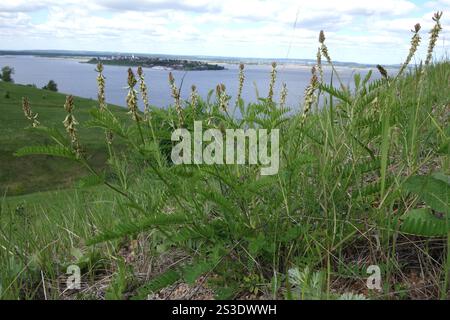 Russian-sickle (Astragalus falcatus Stock Photo - Alamy