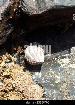 Zebra Top Snail (Austrocochlea porcata Stock Photo - Alamy