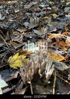Smoky Spindles (Clavaria fumosa Stock Photo - Alamy