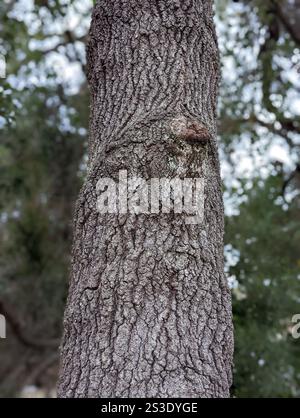 bluejack oak (Quercus incana Stock Photo - Alamy