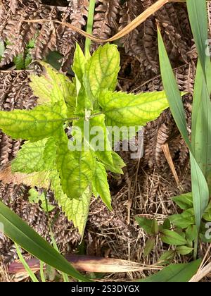 Whiteweed (Austroeupatorium inulifolium Stock Photo - Alamy