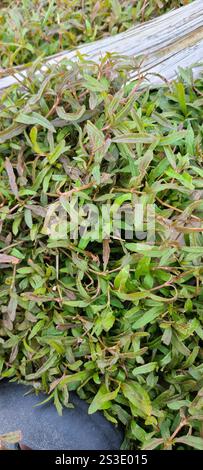 Nahui (Alternanthera nahui Stock Photo - Alamy