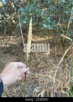 giant wild rye (Leymus condensatus Stock Photo - Alamy